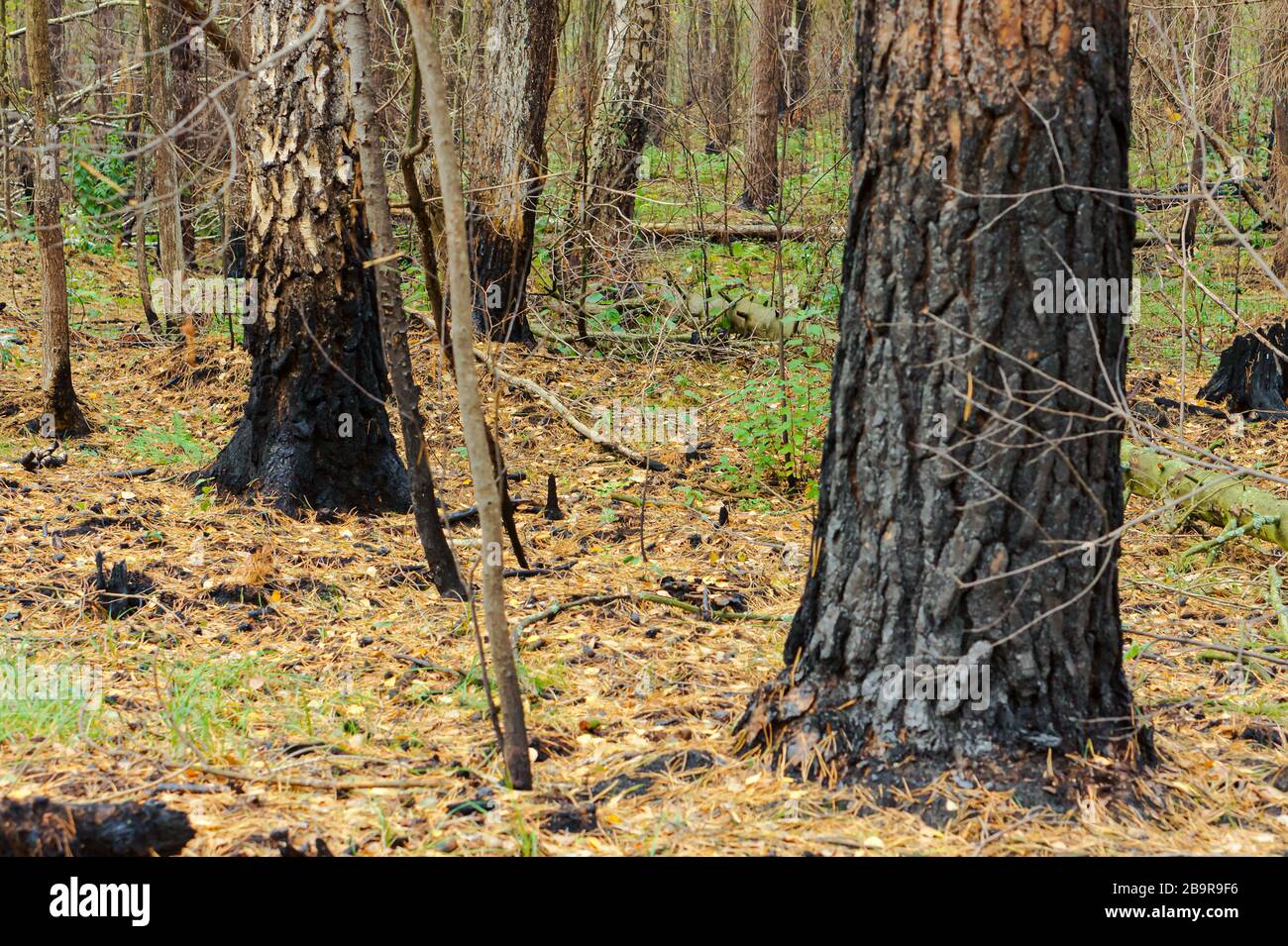 Charred remnant hi-res stock photography and images - Alamy