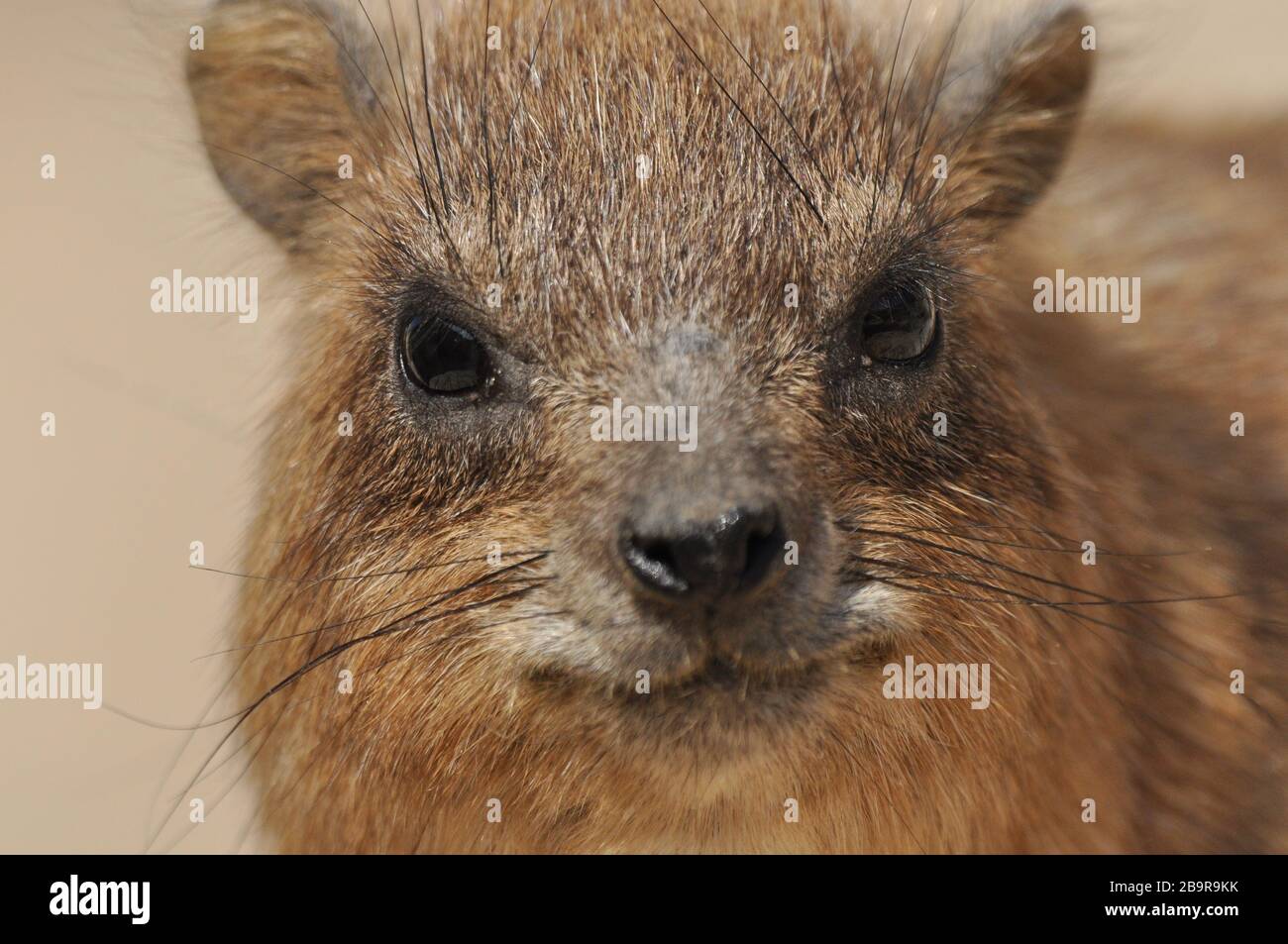 Rock hyrax in the Ein Gedi National Park in Israel. Protected wild ...