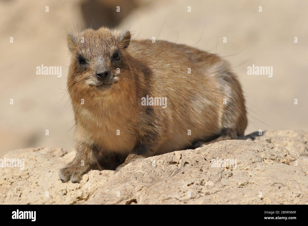 Rock hyrax in the Ein Gedi National Park in Israel. Protected wild ...