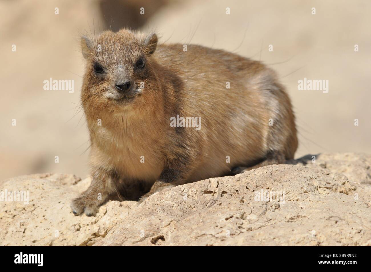 Rock hyrax in the Ein Gedi National Park in Israel. Protected wild ...