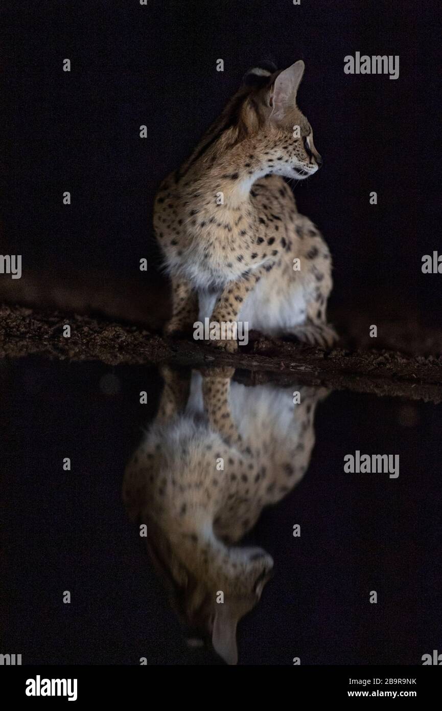 Serval at night hi-res stock photography and images - Alamy