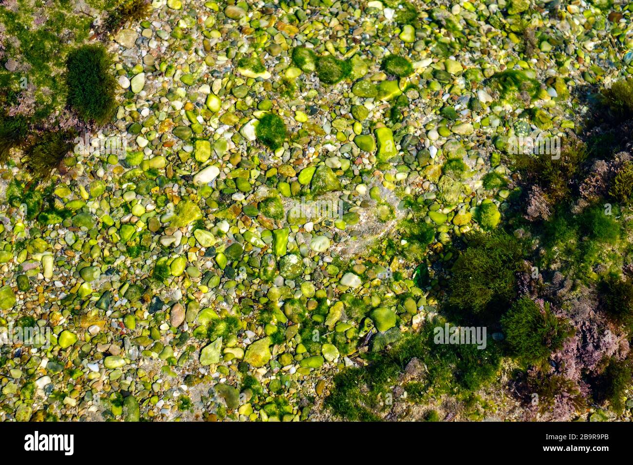 algae and other plants on rocks at the bottom of the lake Stock Photo ...