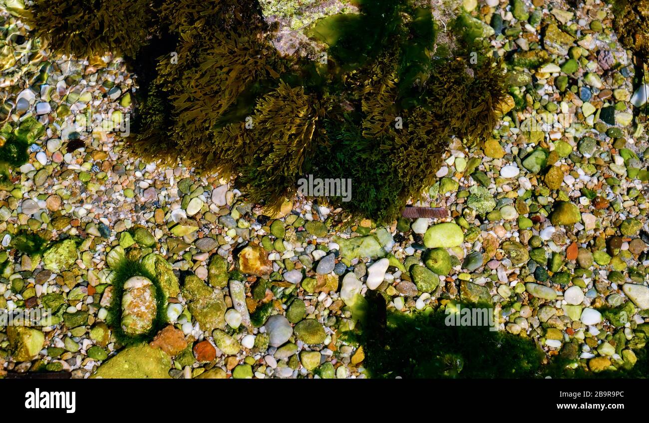 algae and other plants on rocks at the bottom of the lake Stock Photo ...