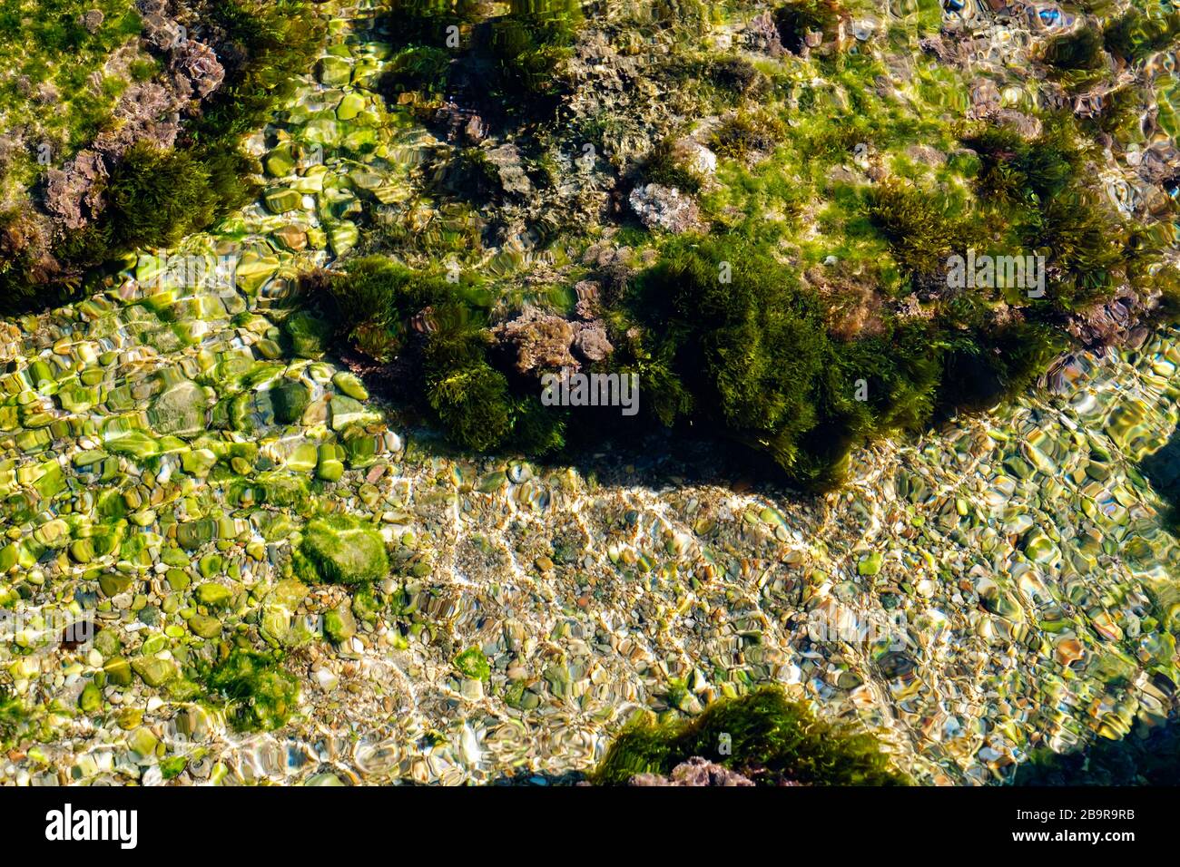 Trees rocks other plants hi-res stock photography and images - Alamy
