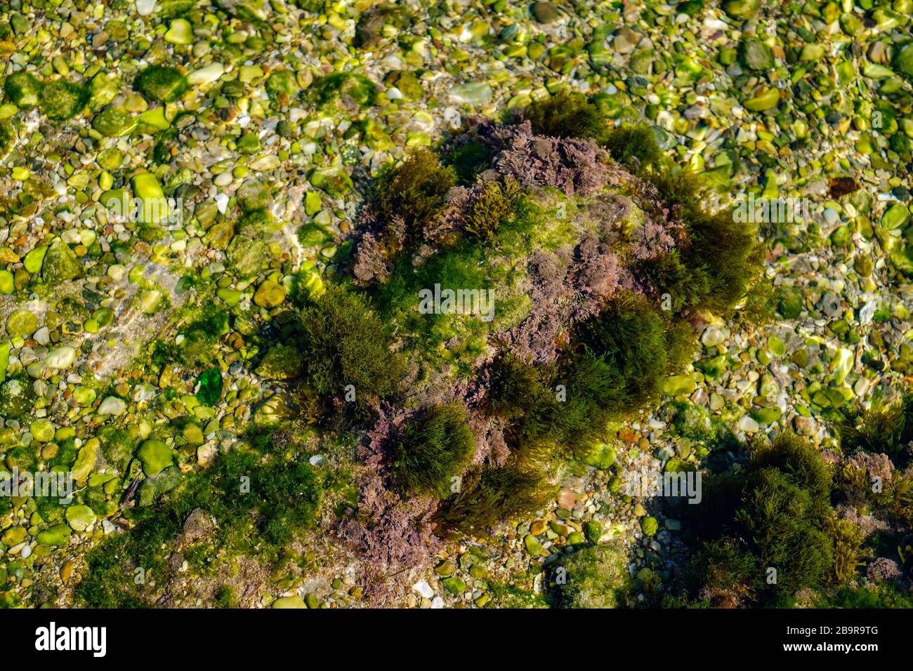 algae and other plants on rocks at the bottom of the lake Stock Photo ...