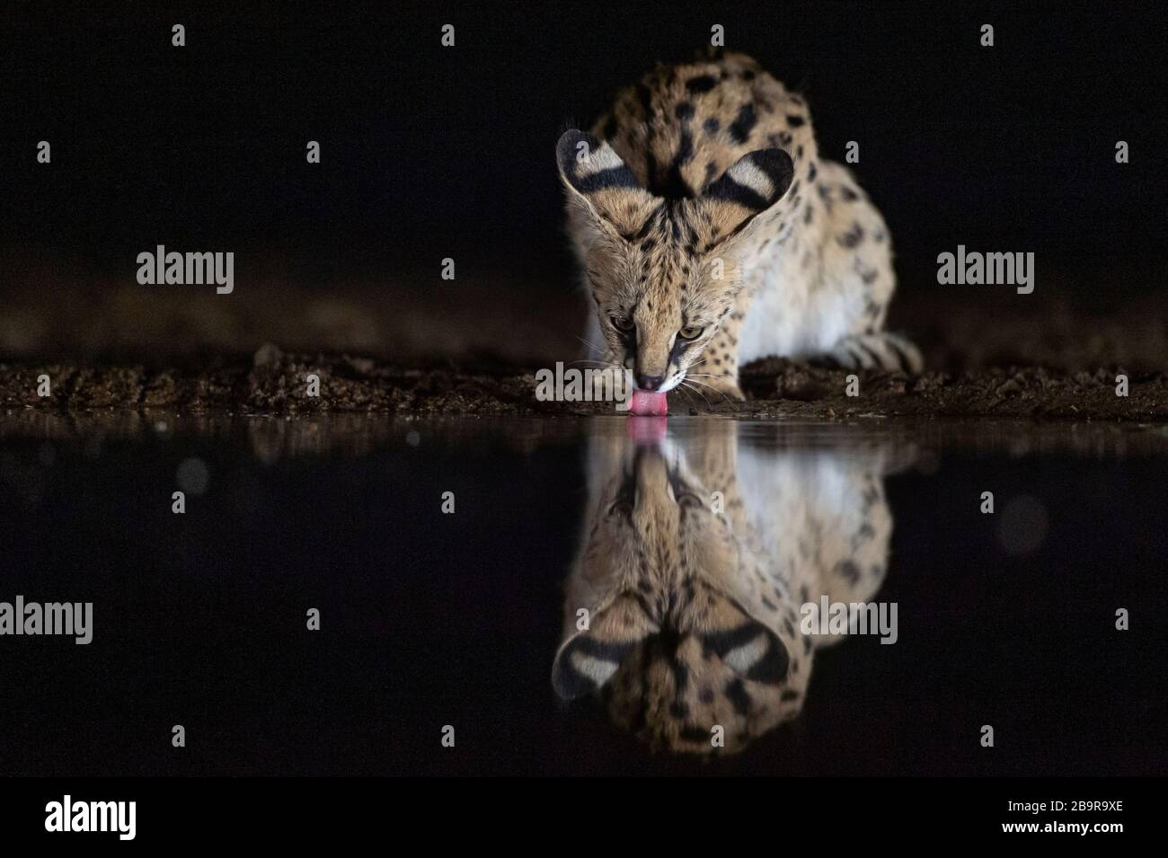 Serval at night hi-res stock photography and images - Alamy