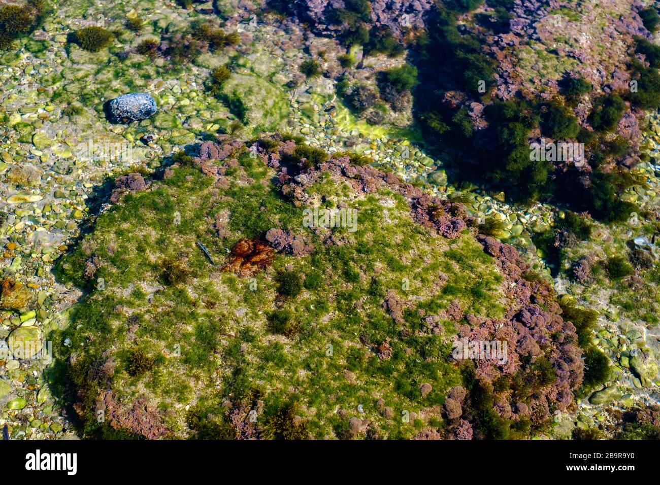 algae and other plants on rocks at the bottom of the lake Stock Photo ...