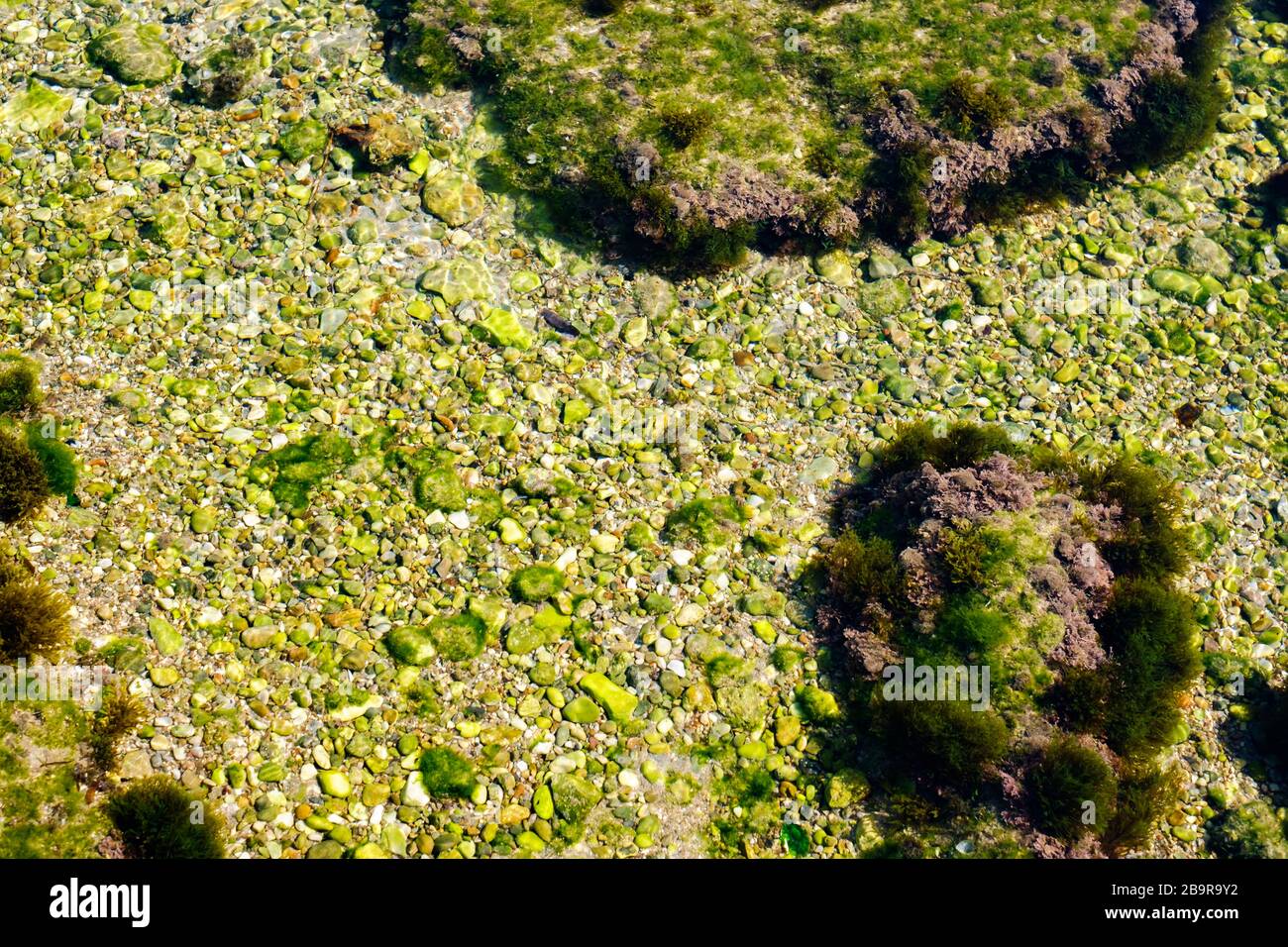algae and other plants on rocks at the bottom of the lake Stock Photo ...