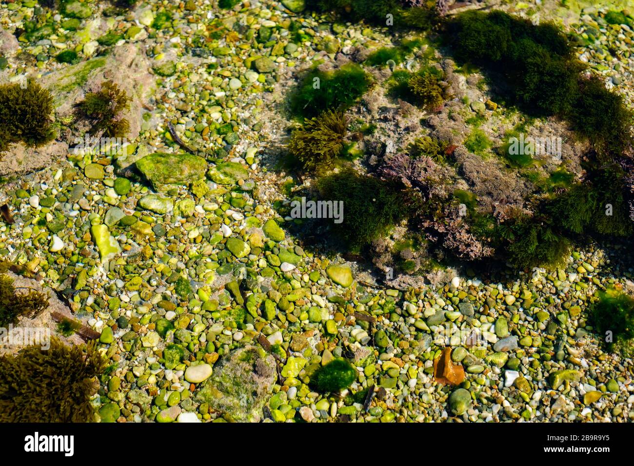 algae and other plants on rocks at the bottom of the lake Stock Photo ...