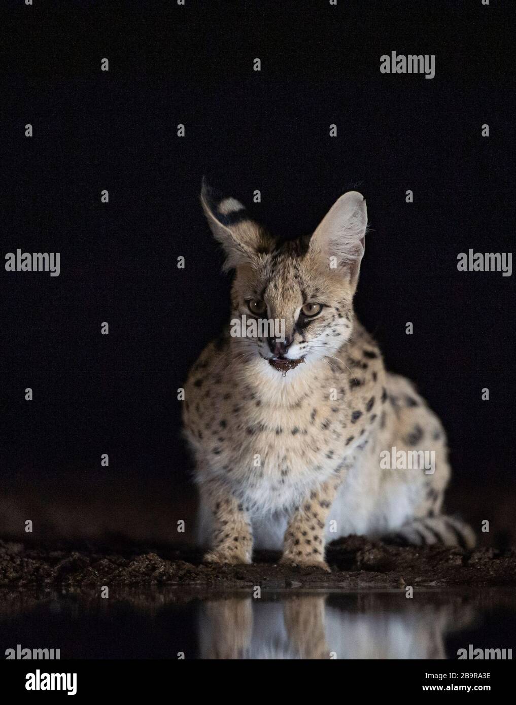 Serval at night hi-res stock photography and images - Alamy