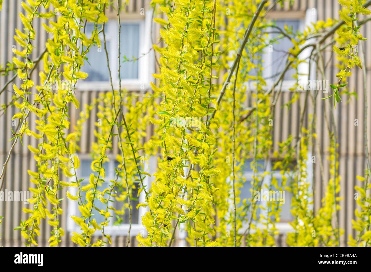 Spring flowering weeping willow near house Stock Photo - Alamy