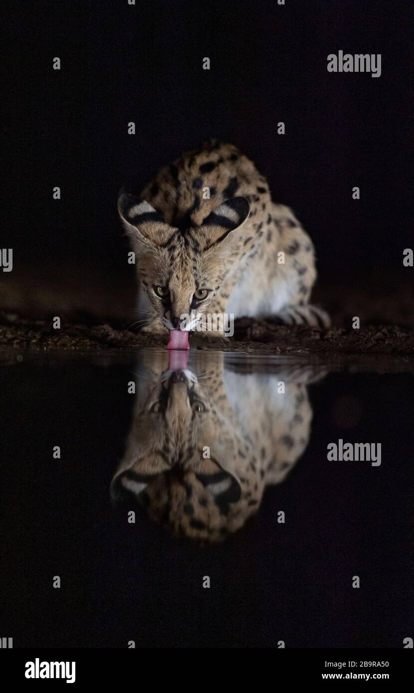 Serval at night hi-res stock photography and images - Alamy