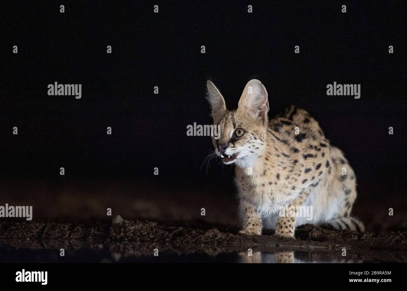 Serval at night hi-res stock photography and images - Alamy