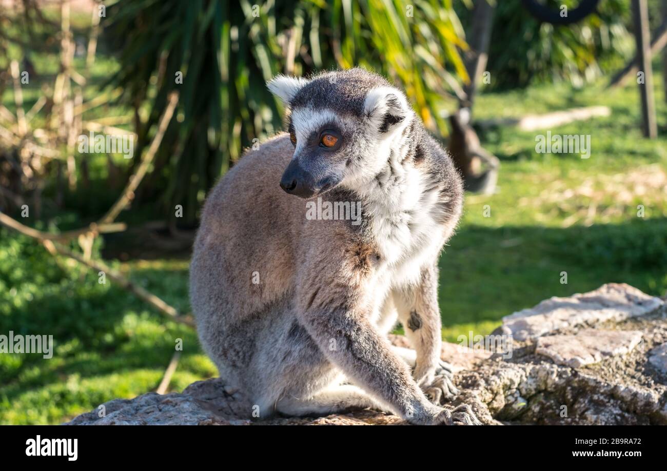 Close up of a Ring Tailed Lemur Stock Photo - Alamy