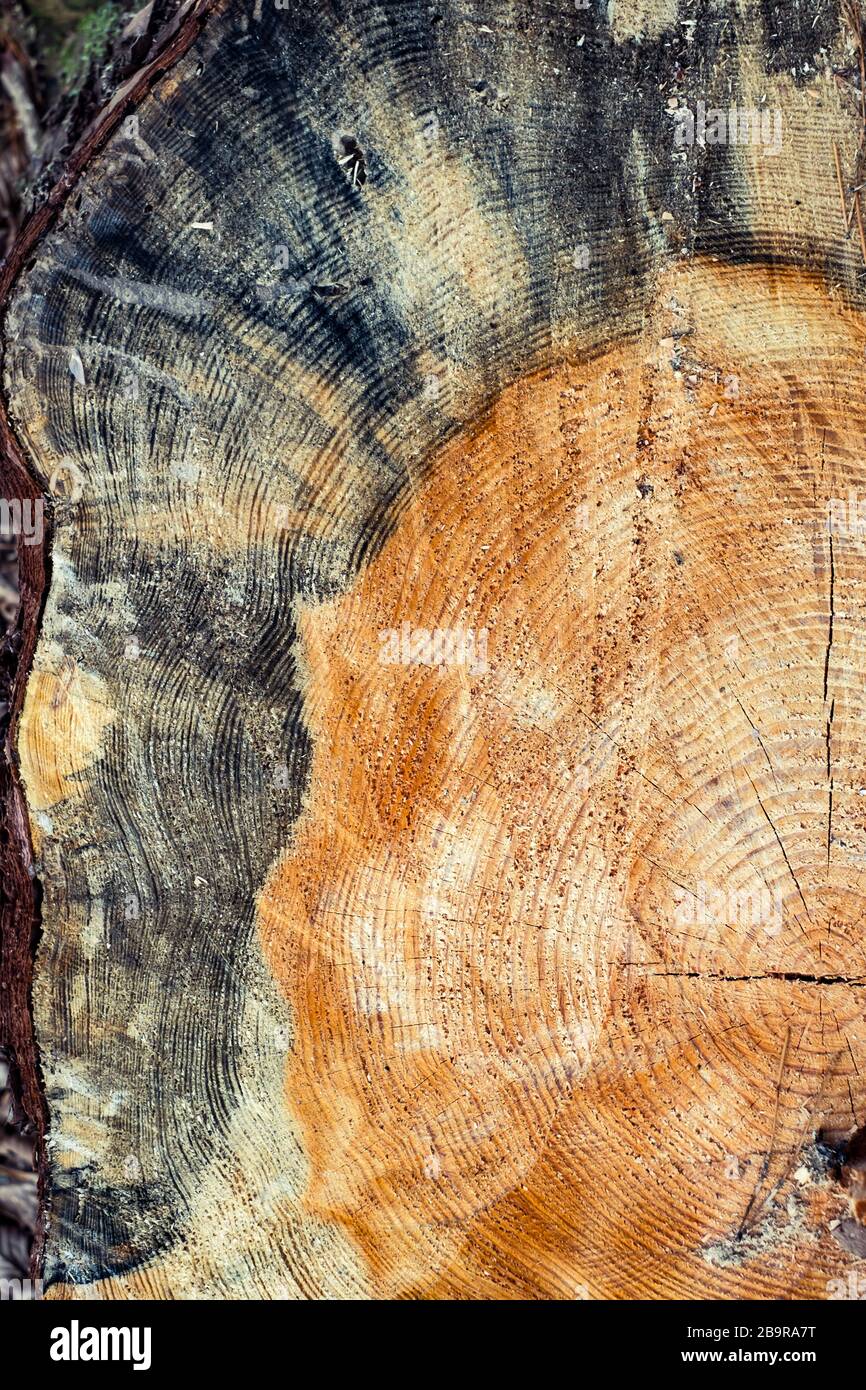 Closeup view of end cut wood tree section Stock Photo - Alamy