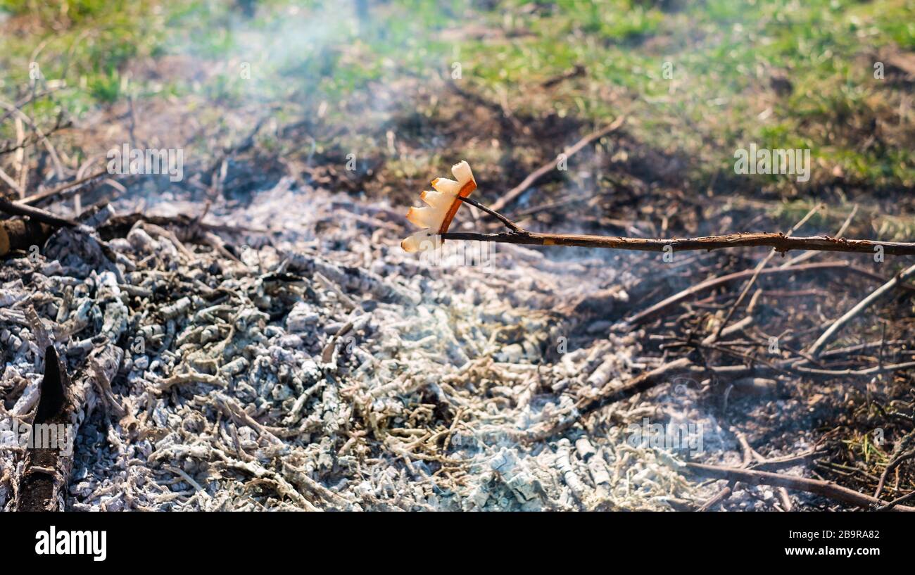 fried bacon on stick, slanina,traditional food in Romania Stock Photo ...