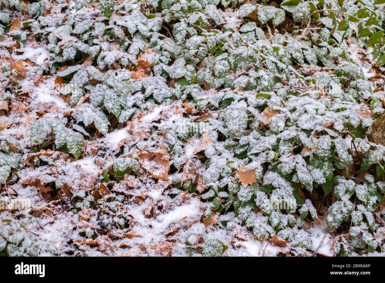 fresh snow falling on leaves in the forest Stock Photo - Alamy