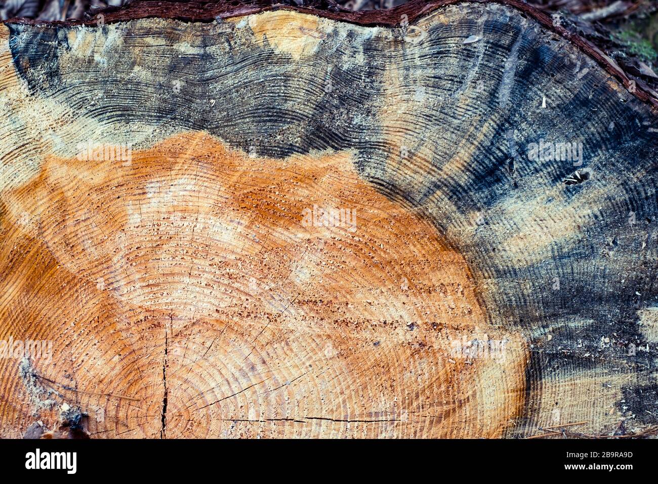 Closeup view of end cut wood tree section Stock Photo - Alamy