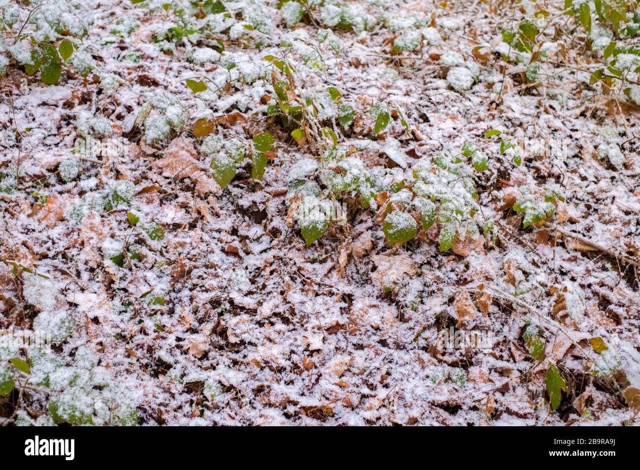 fresh snow falling on leaves in the forest Stock Photo - Alamy