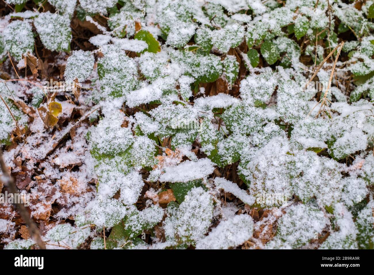 fresh snow falling on leaves in the forest Stock Photo - Alamy