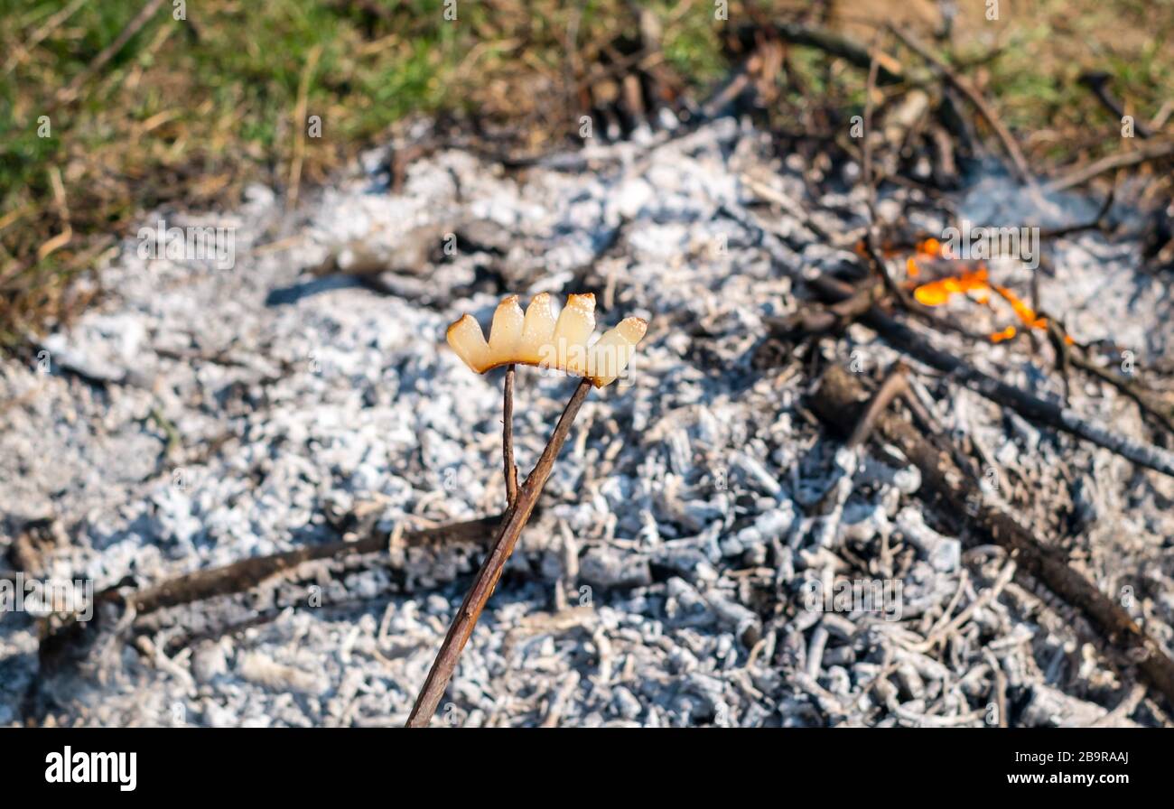 fried bacon on stick, slanina,traditional food in Romania Stock Photo ...