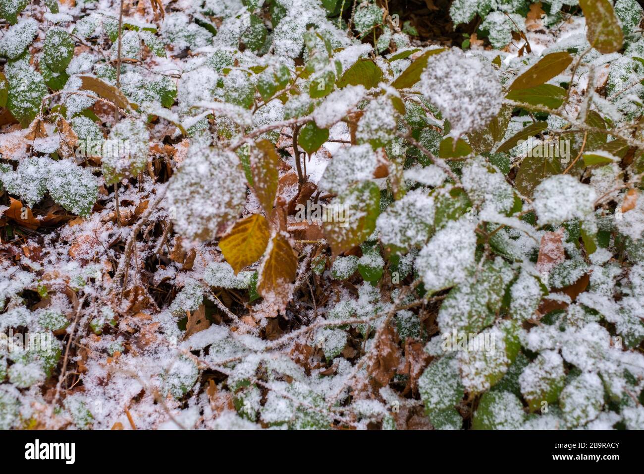 fresh snow falling on leaves in the forest Stock Photo - Alamy