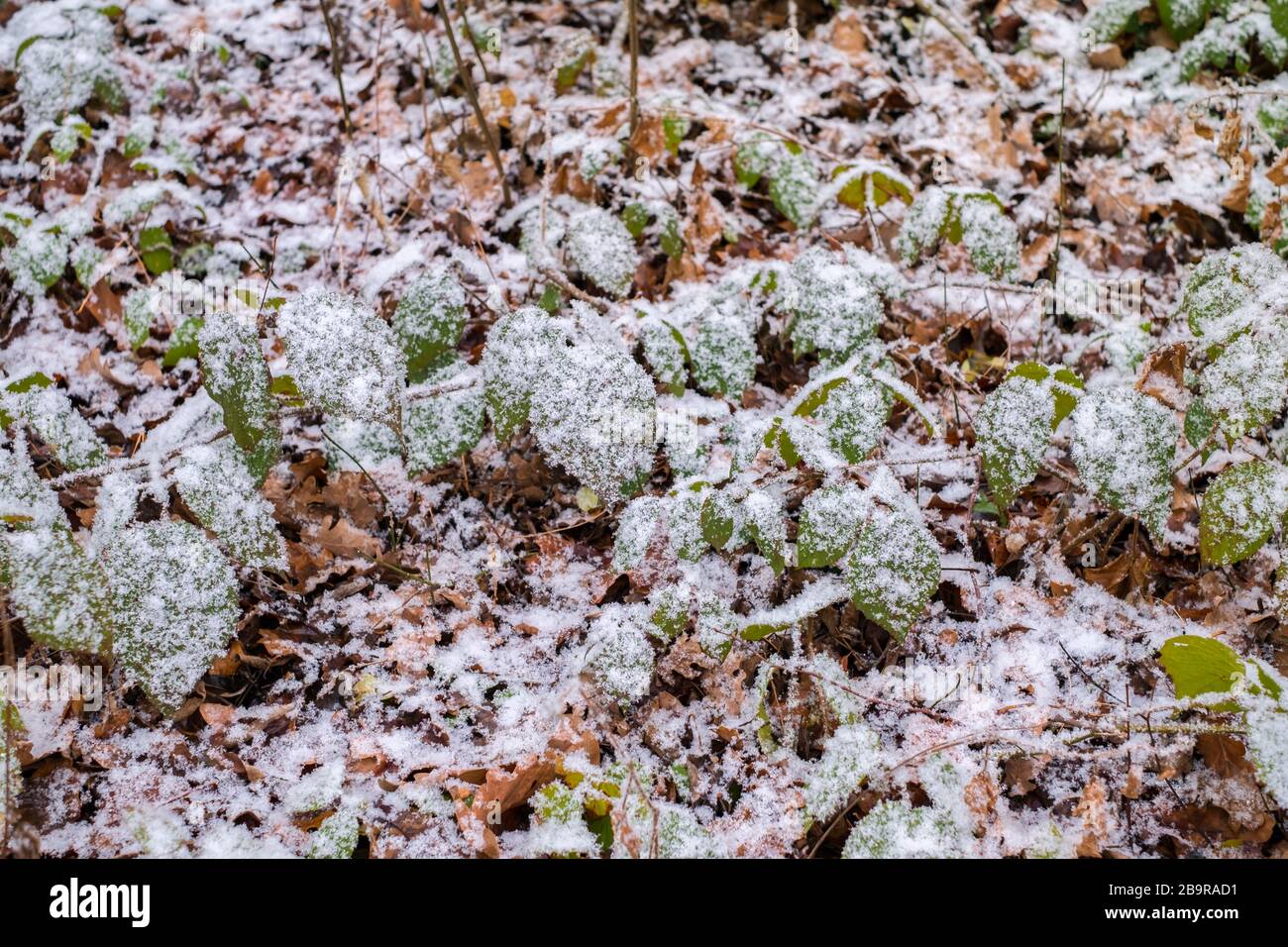 fresh snow falling on leaves in the forest Stock Photo - Alamy