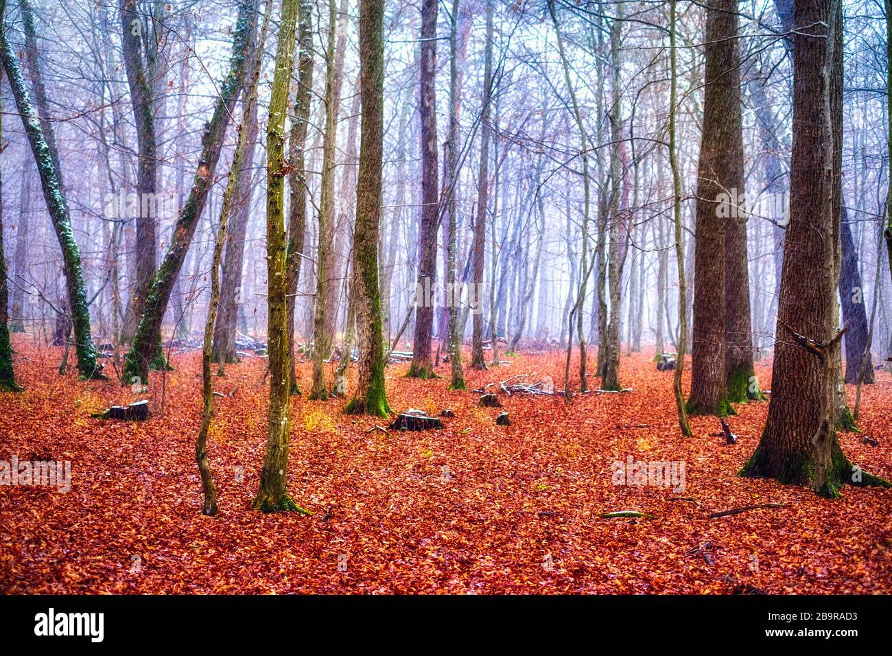 fresh snow falling in the autumn forest Stock Photo - Alamy