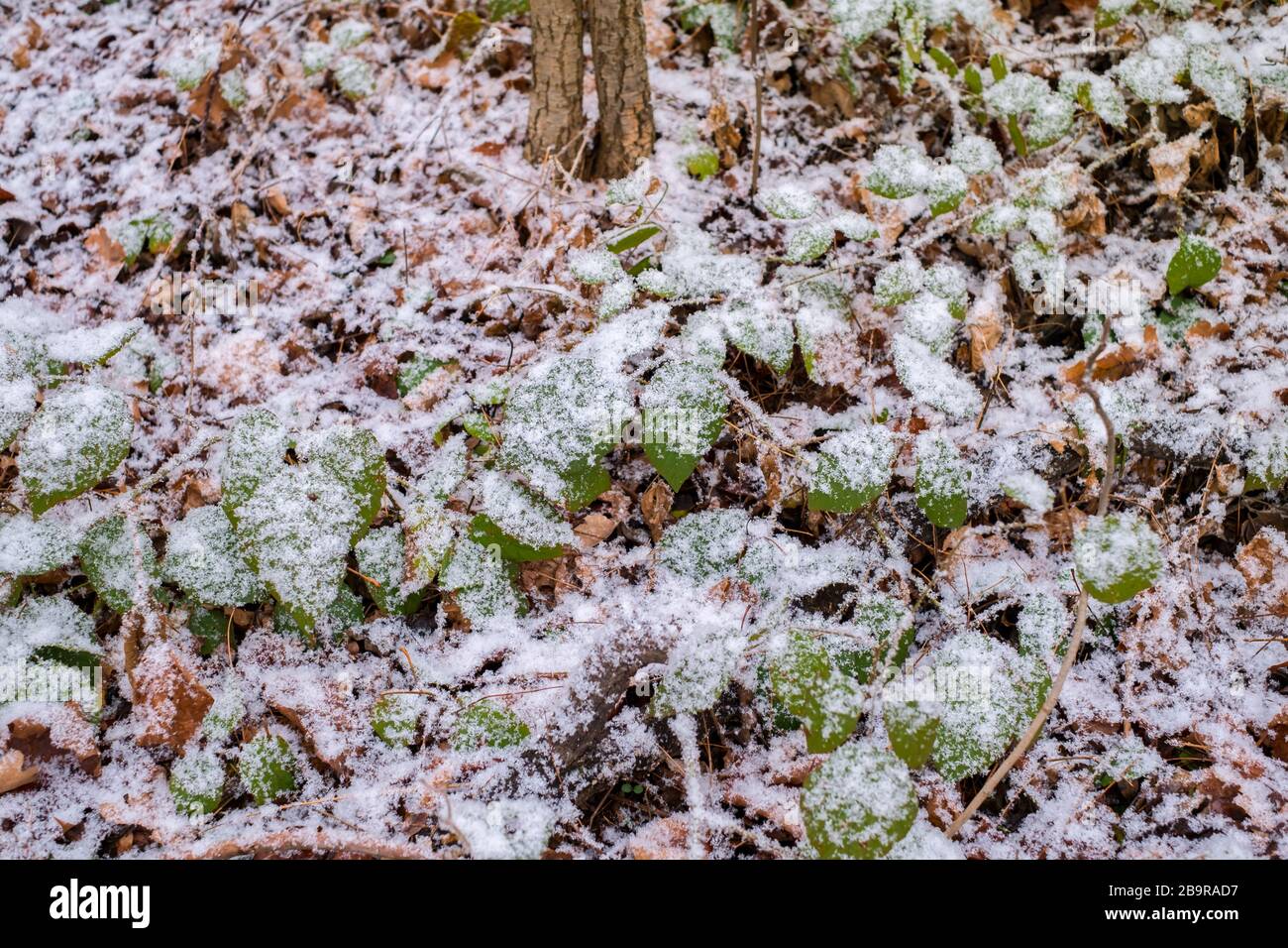 fresh snow falling on leaves in the forest Stock Photo - Alamy