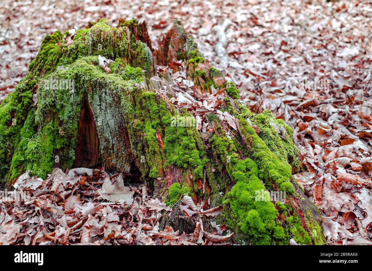 moss on rotten trunk Stock Photo - Alamy