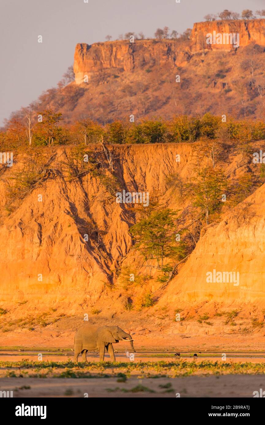 Elephant's seen in front of the Chilojo cliffs in Zimbabwe's Gonarezhou ...