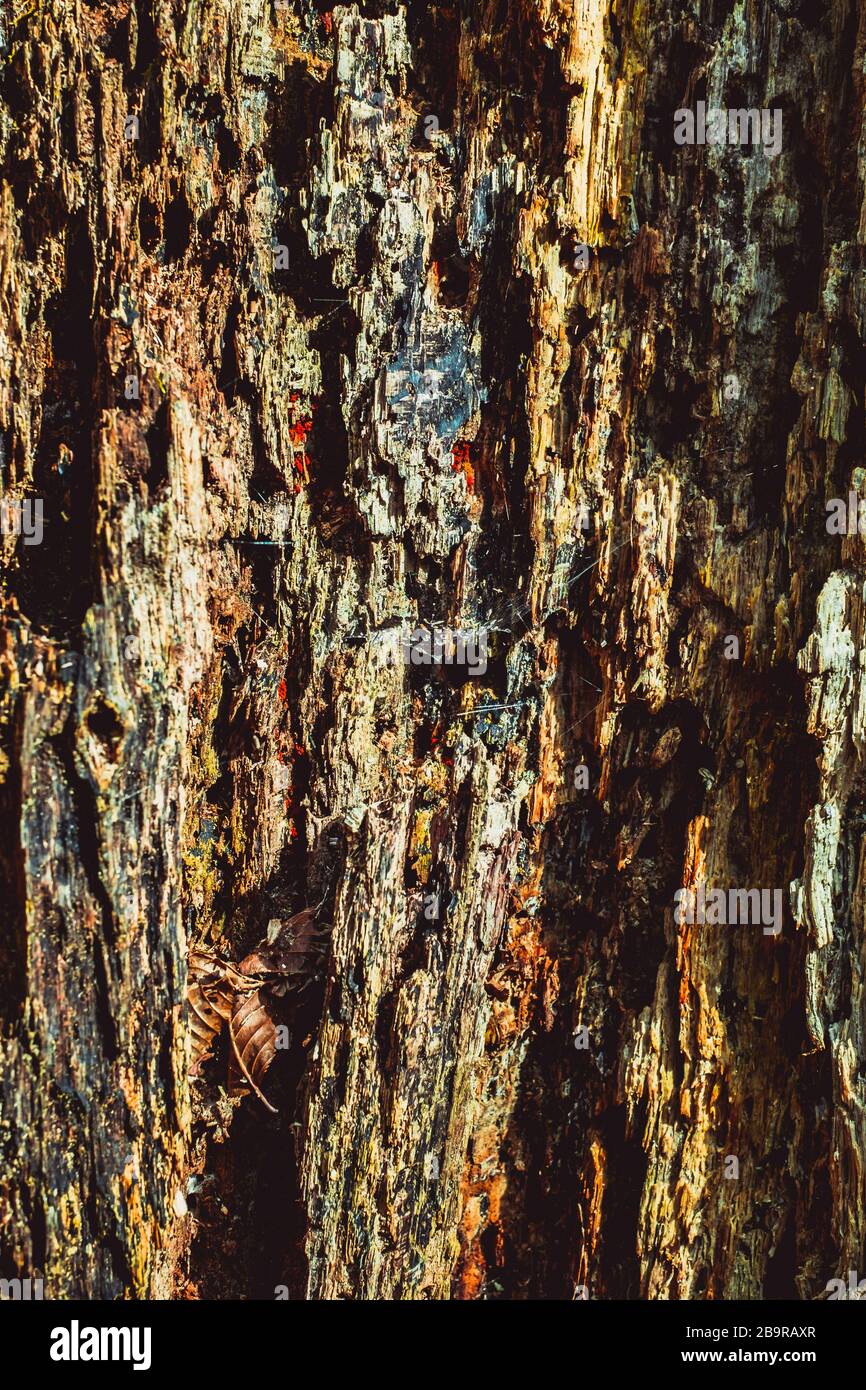 Floorboard rotten hi-res stock photography and images - Alamy