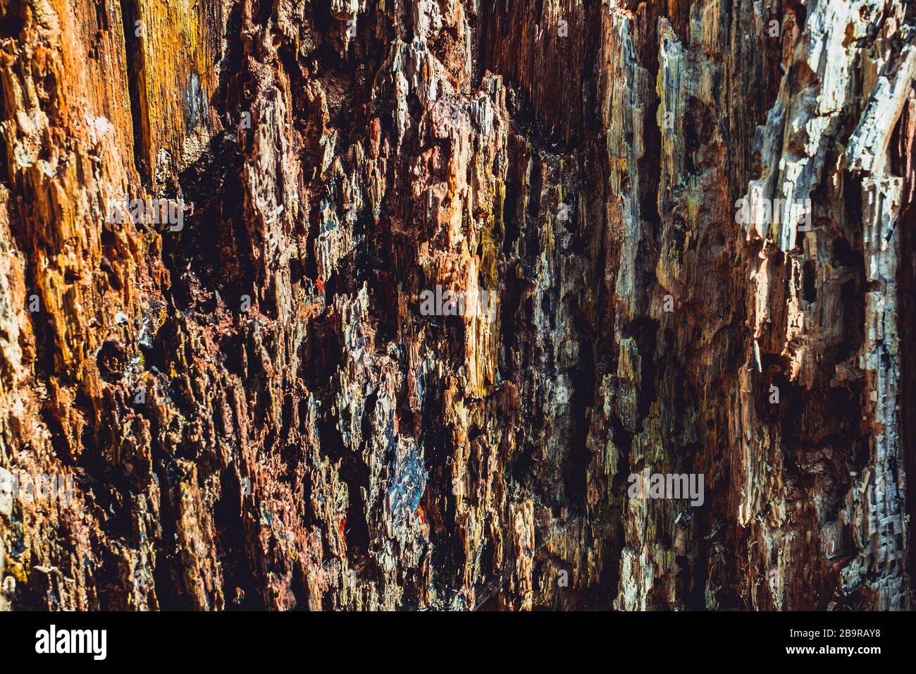 Old rotten wood with dirt and spiderweb Stock Photo - Alamy