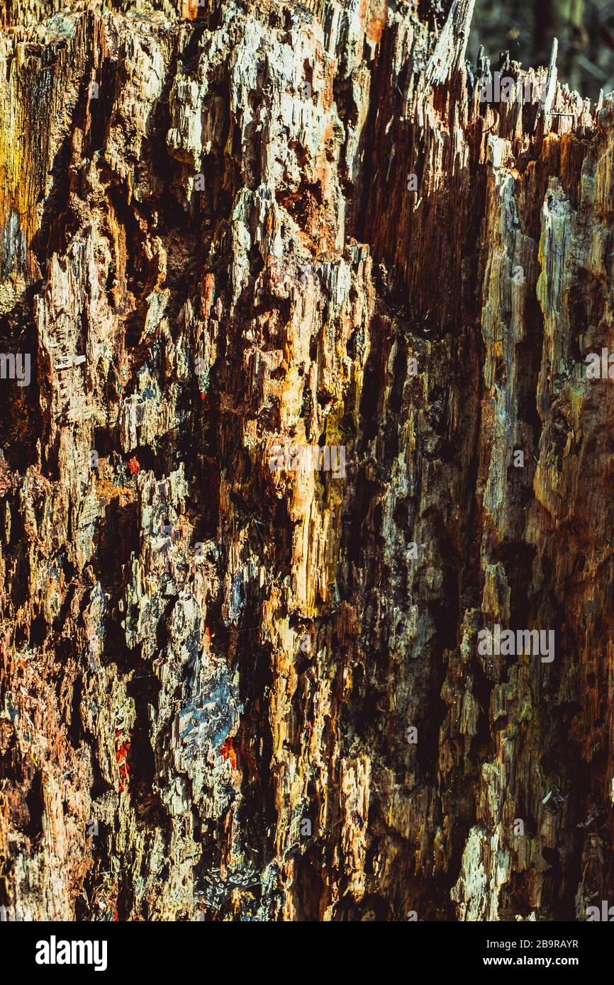 Old rotten wood with dirt and spiderweb Stock Photo - Alamy