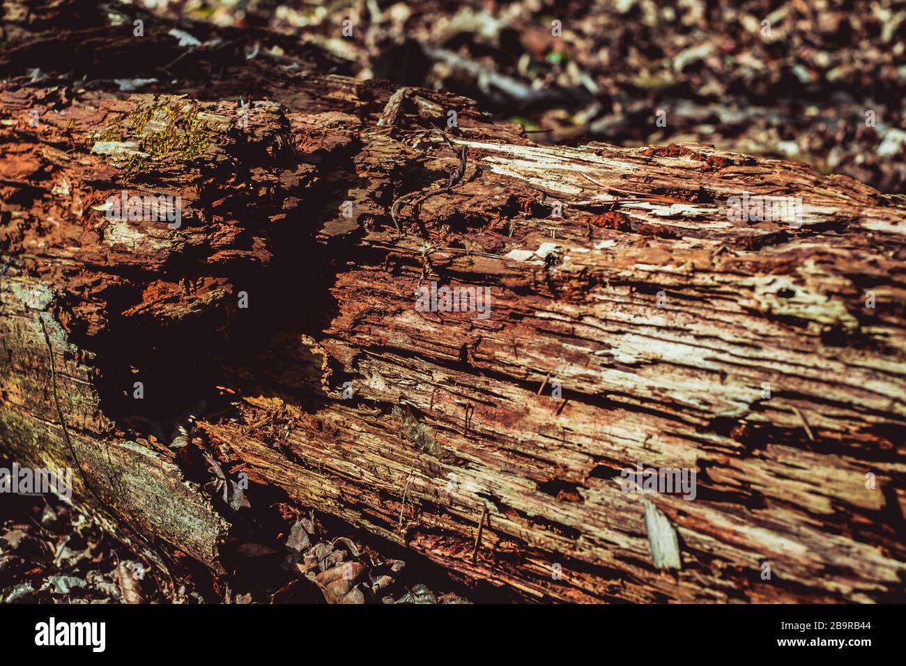 Old rotten wood with dirt and spiderweb Stock Photo - Alamy