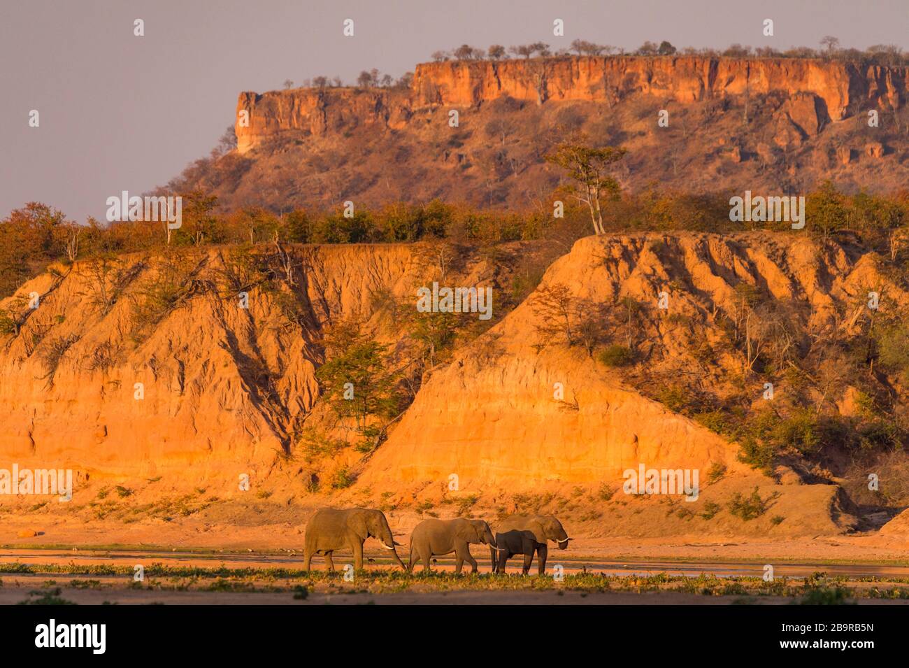 Elephant's seen in front of the Chilojo cliffs in Zimbabwe's Gonarezhou ...