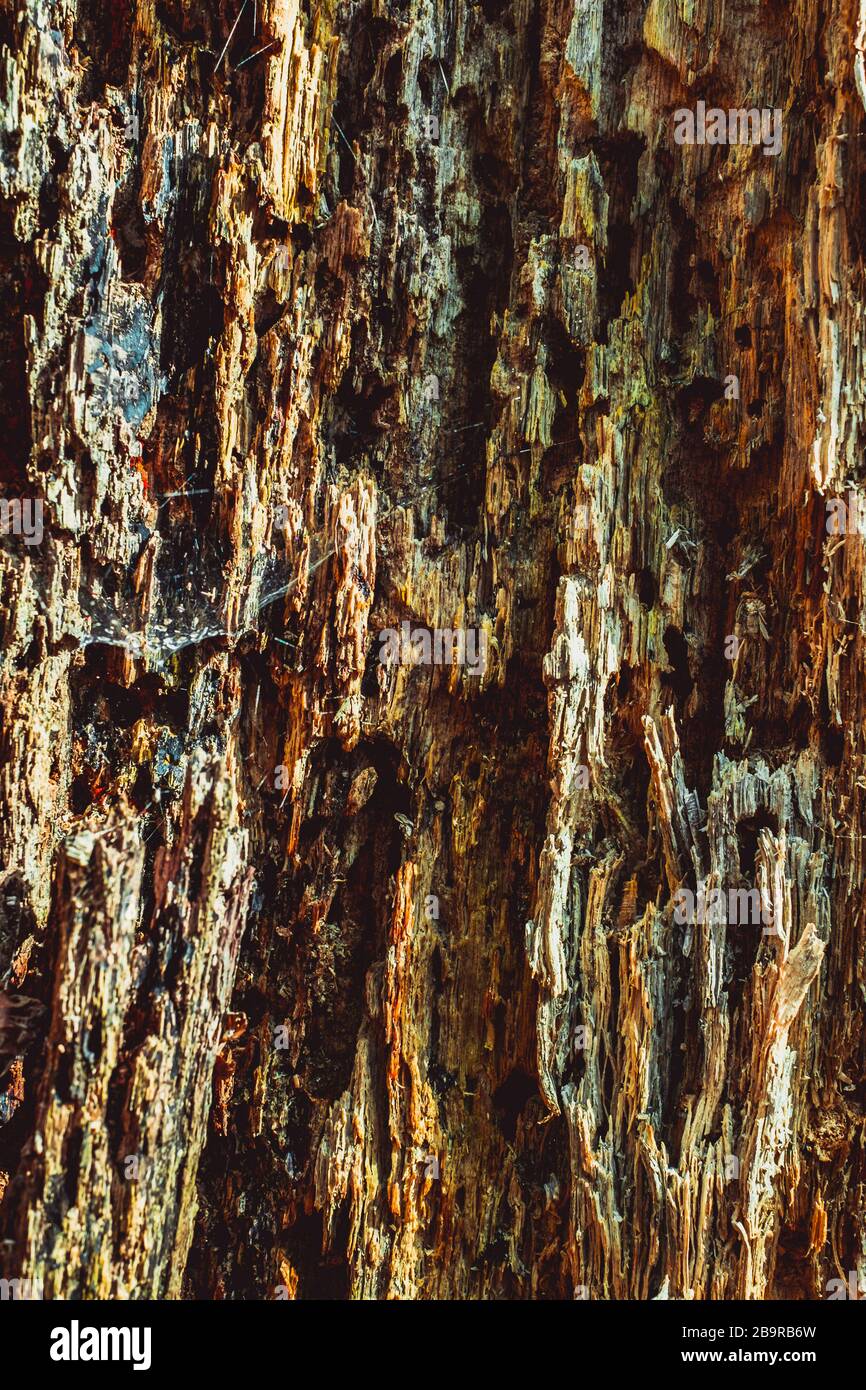 Old rotten wood with dirt and spiderweb Stock Photo - Alamy