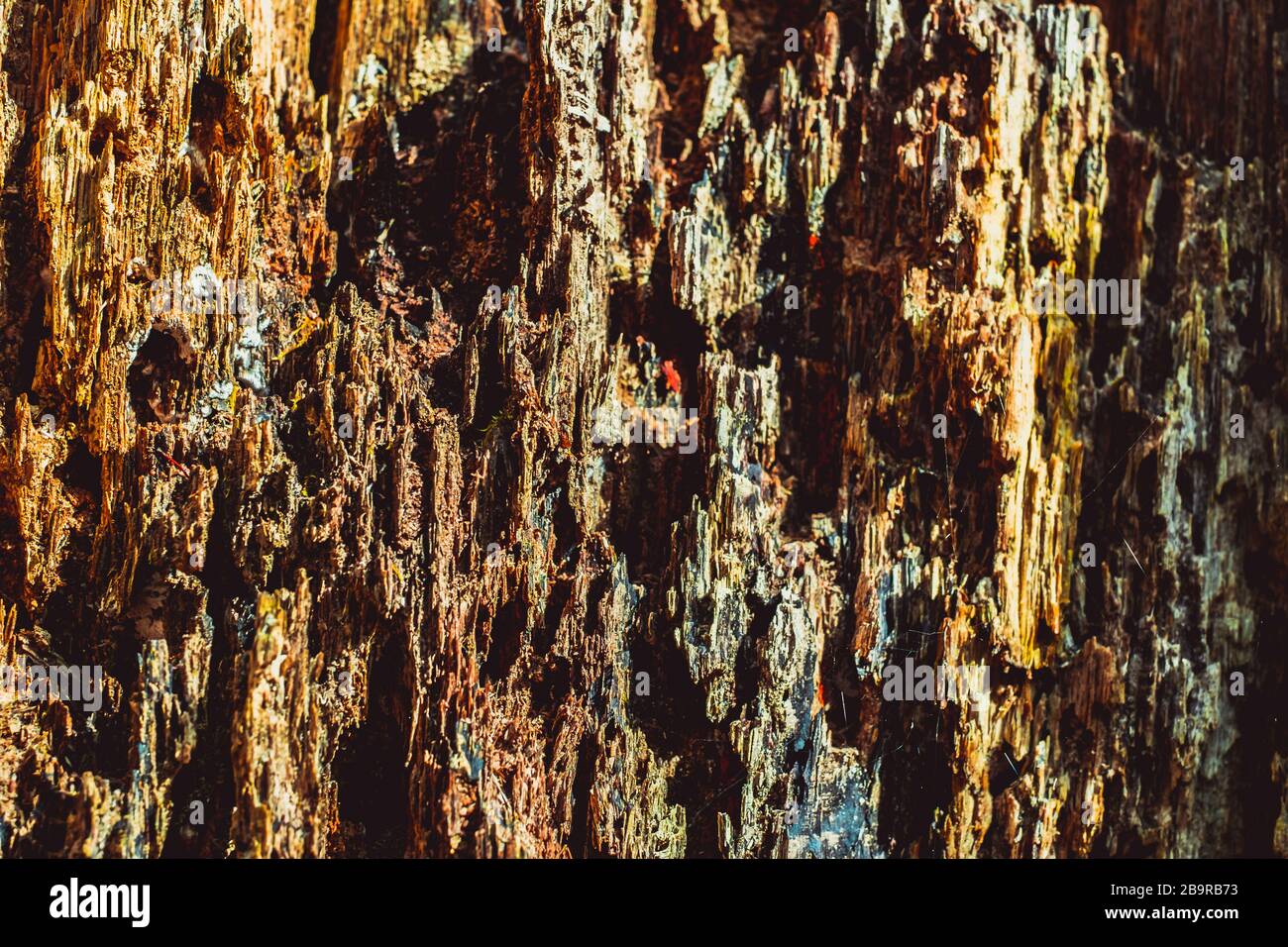 Old rotten wood with dirt and spiderweb Stock Photo - Alamy