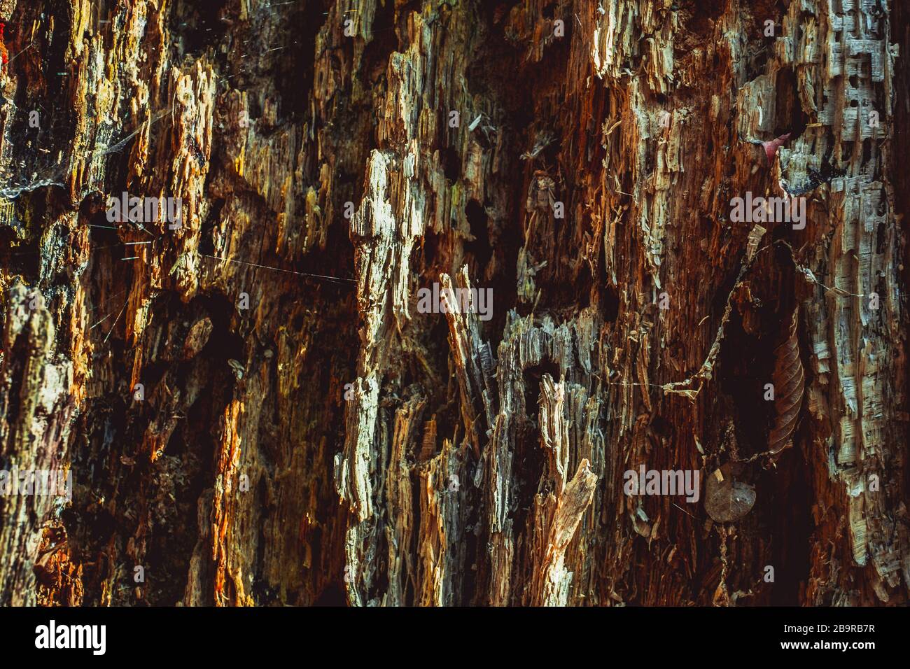 Old rotten wood with dirt and spiderweb Stock Photo - Alamy