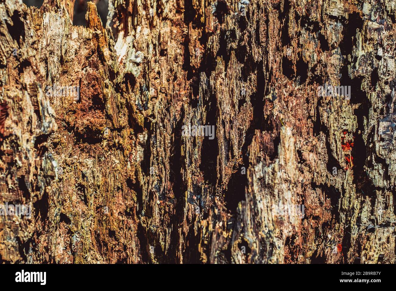 Old rotten wood with dirt and spiderweb Stock Photo - Alamy