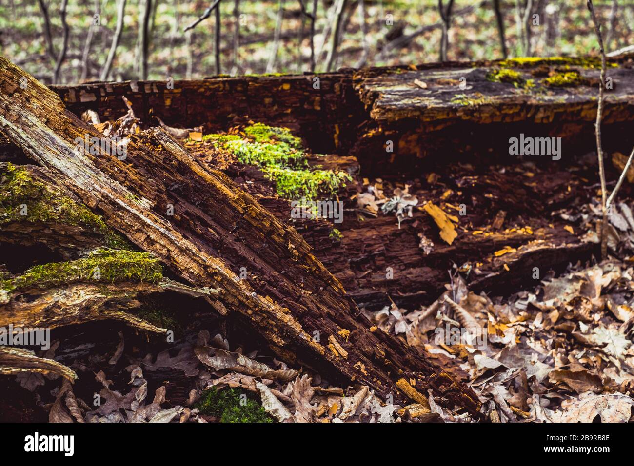 Old rotten wood with dirt and spiderweb Stock Photo - Alamy