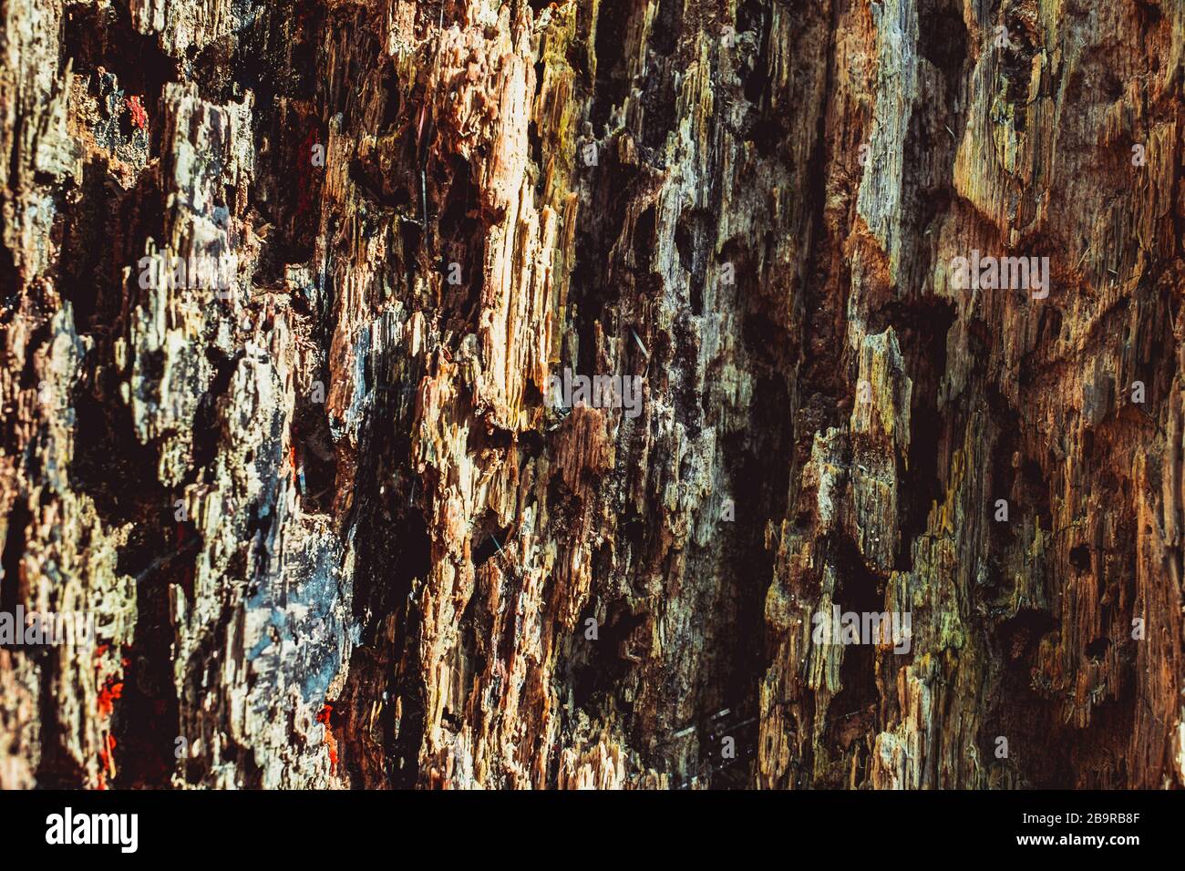 Old rotten wood with dirt and spiderweb Stock Photo - Alamy