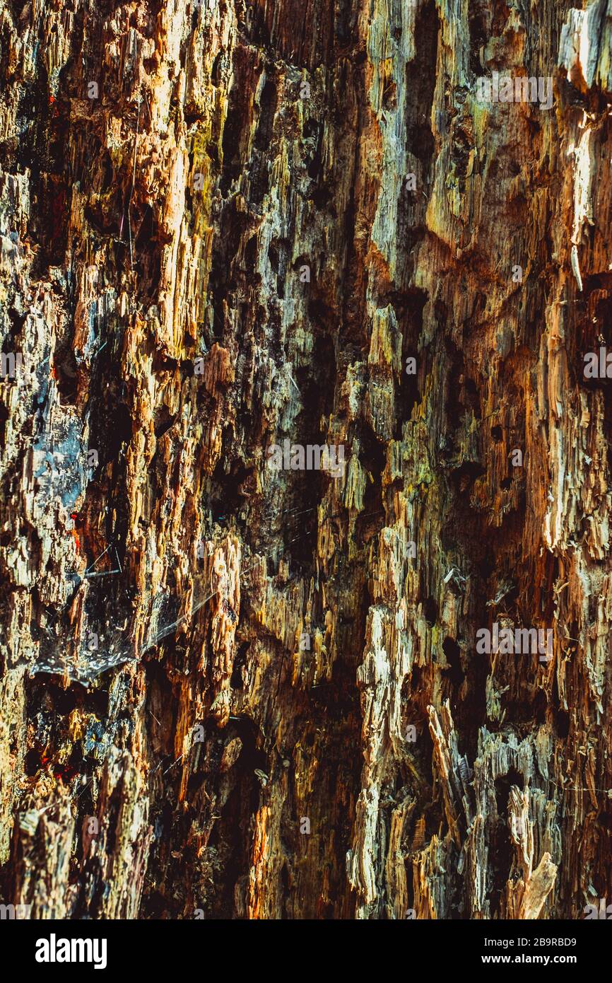 Old rotten wood with dirt and spiderweb Stock Photo - Alamy