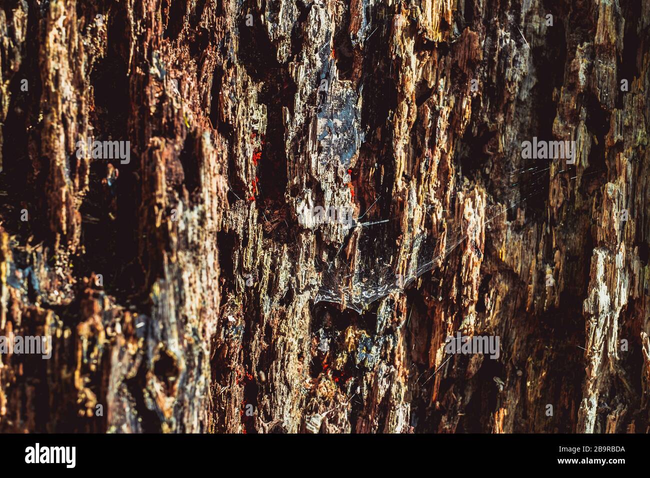 Old rotten wood with dirt and spiderweb Stock Photo - Alamy