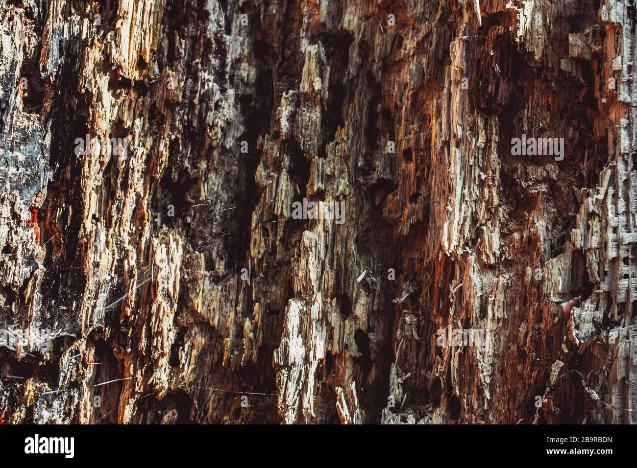 Old rotten wood with dirt and spiderweb Stock Photo - Alamy