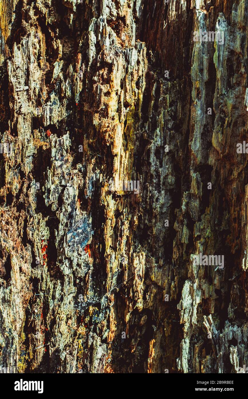 Old rotten wood with dirt and spiderweb Stock Photo - Alamy