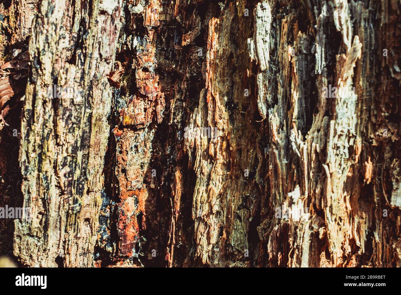 Old rotten wood with dirt and spiderweb Stock Photo - Alamy