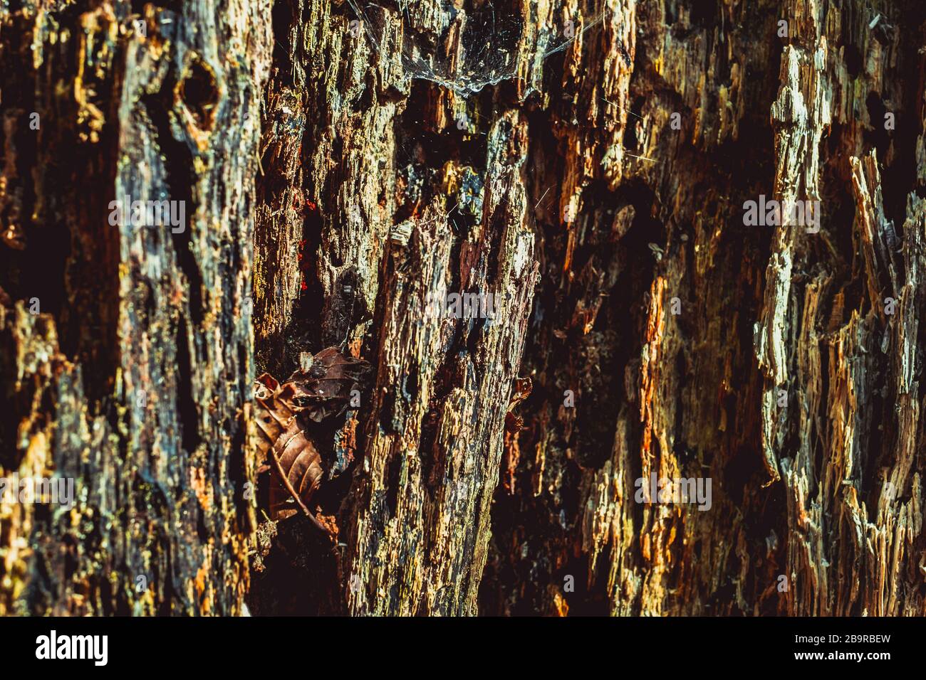Old rotten wood with dirt and spiderweb Stock Photo - Alamy