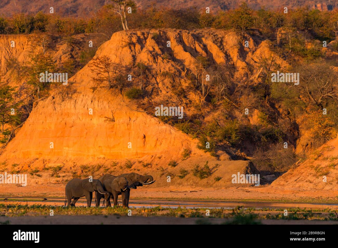 Elephant's seen in front of the Chilojo cliffs in Zimbabwe's Gonarezhou ...