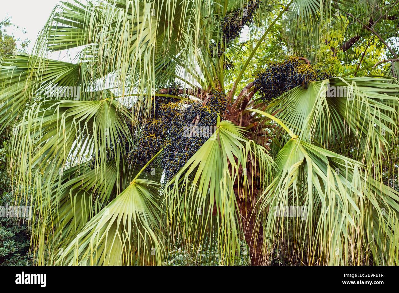 palm tree with ripe dates Stock Photo - Alamy